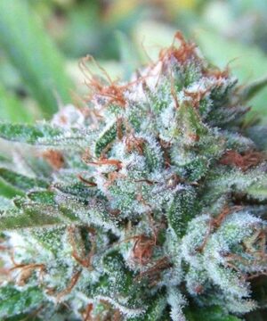 Buy New Product Cannabis Seeds for Sale | The Seed Fair