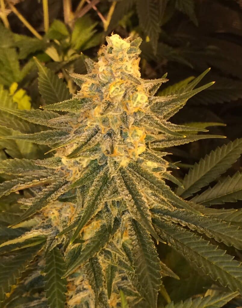 Buy Critical Sensi Star Autoflowering Feminized Seeds Online | TSF