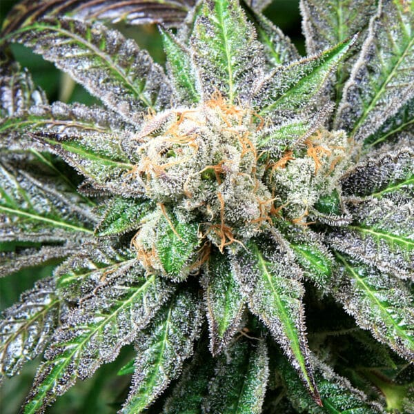 Grape Skunk Autoflower Seeds | The Seed Fair