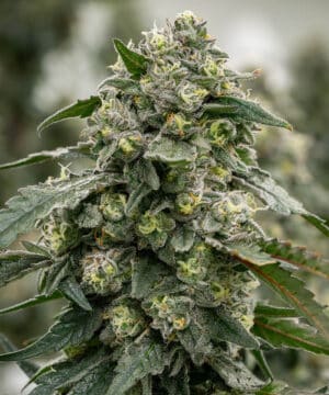 Auto Flowering Cannabis Seeds | The Seed Fair - Page 4