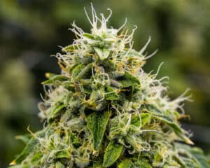 Lemon Daddy Autoflower Seeds | The Seed Fair