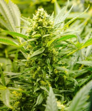 Auto Flowering Cannabis Seeds | The Seed Fair - Page 4