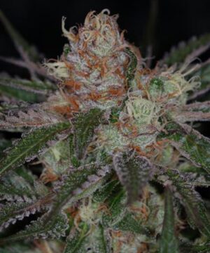 Buy Autoflowering Cannabis Seeds for Sale | The Seed Fair