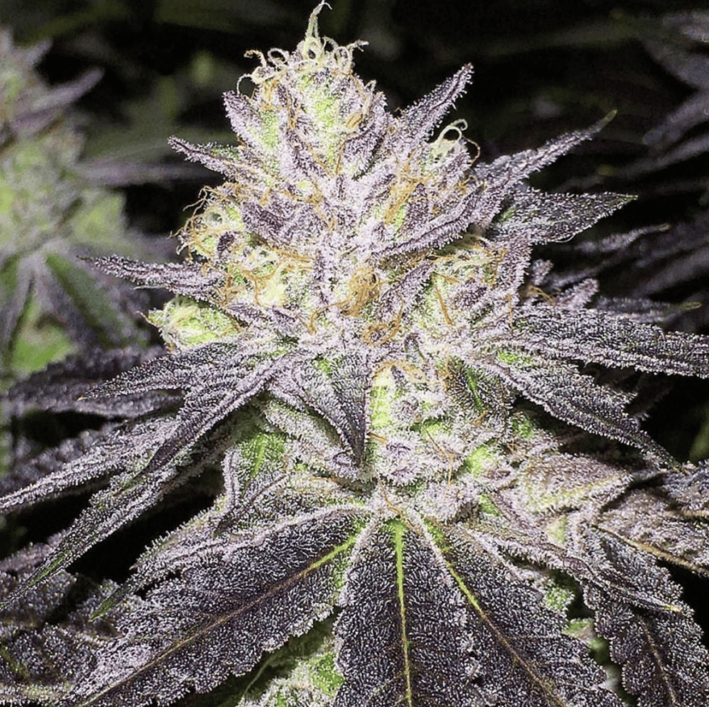 Buy Romulan Haze Seeds Online | The Seed Fair