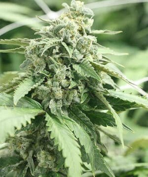 Buy Autoflowering Cannabis Seeds for Sale | The Seed Fair