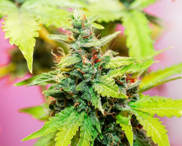 Sweet Baby Jane Autoflower Seeds | The Seed Fair