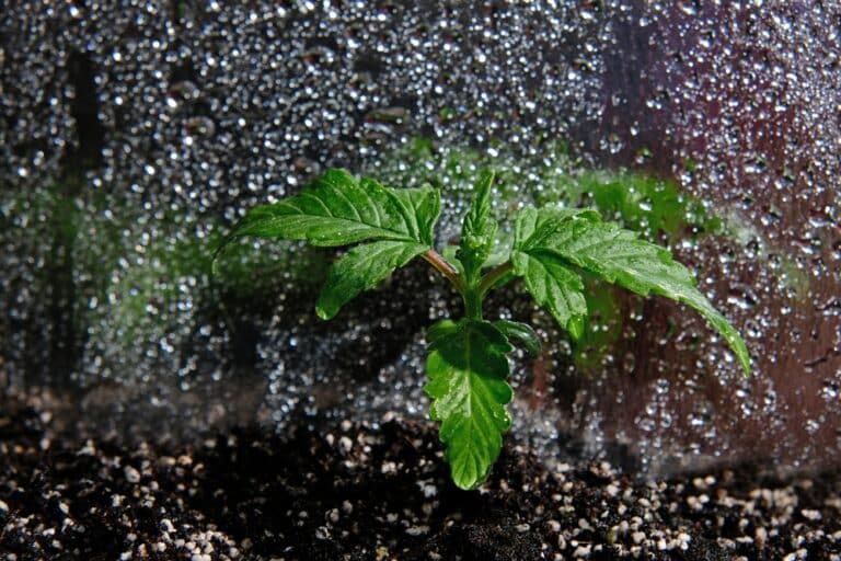 How to fix cannabis calcium deficiency | The Seed Fair