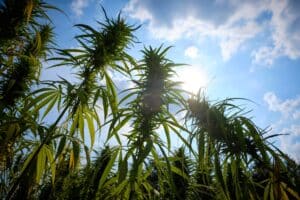 How Tall Do Weed Crops Grow? | The Seed Fair