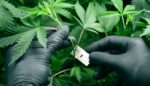 How To Successfully Clone Cannabis Plants | The Seed Fair