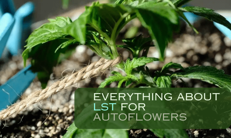 Master Low-Stress Training for Autoflowers: A Grower's Guide