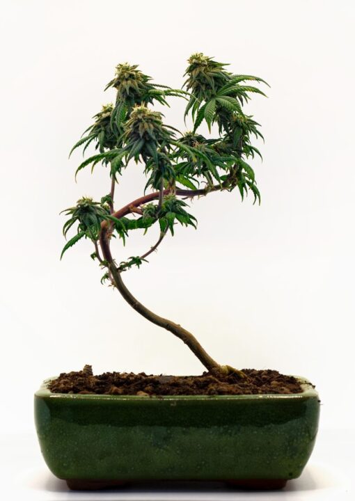 Growing a Cannabis Bonsai Tree: A Step-by-Step Guide | The Seed Fair