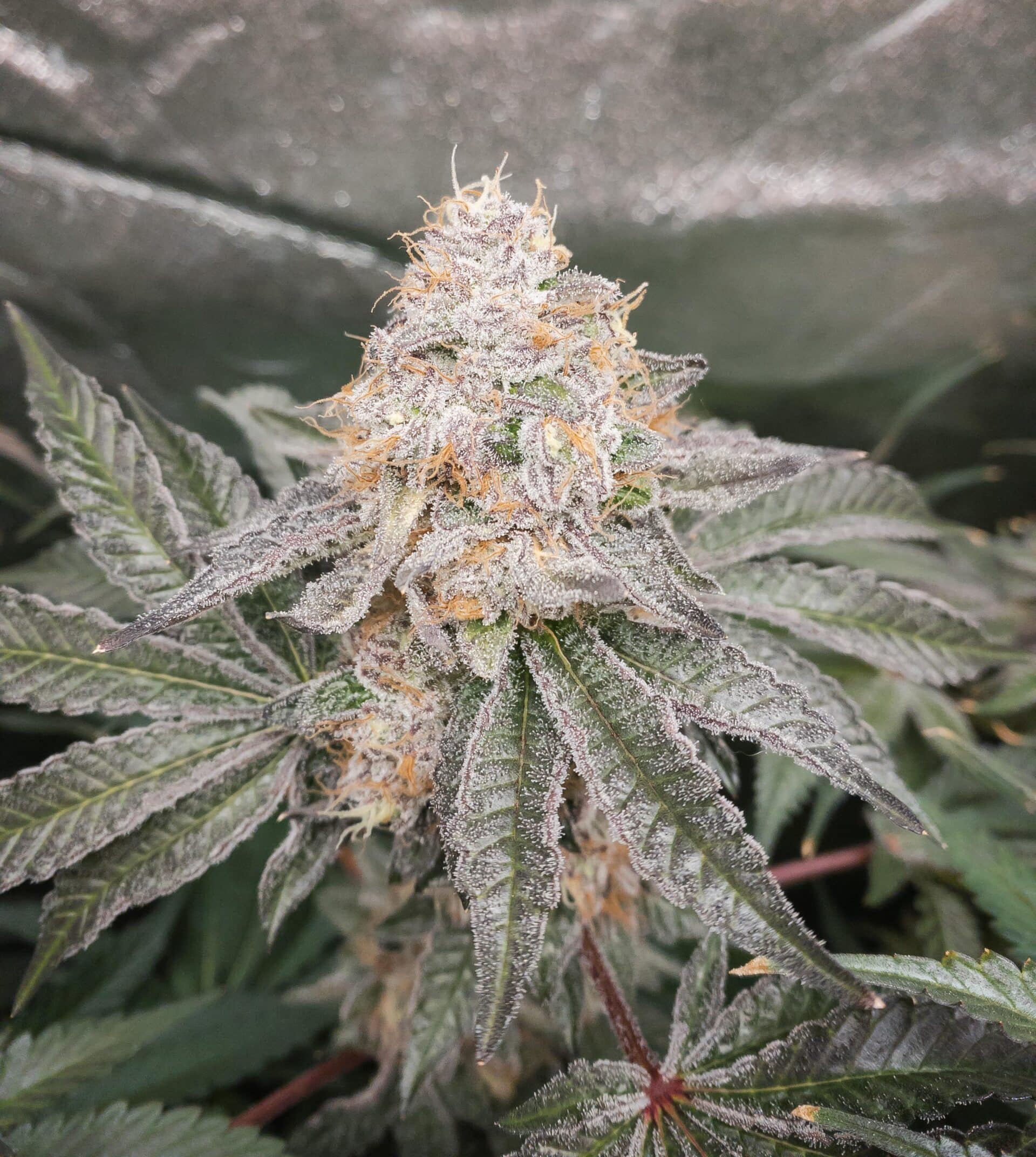 Apple Tartz Feminized Seeds | The Seed Fair