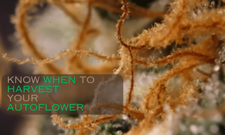 7 Signs to Determine When Autoflower Is Harvest Ready