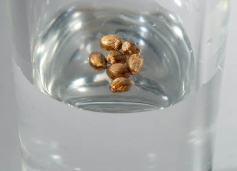 What Do Marijuana Seeds Look Like? A Guide | The Seed Fair