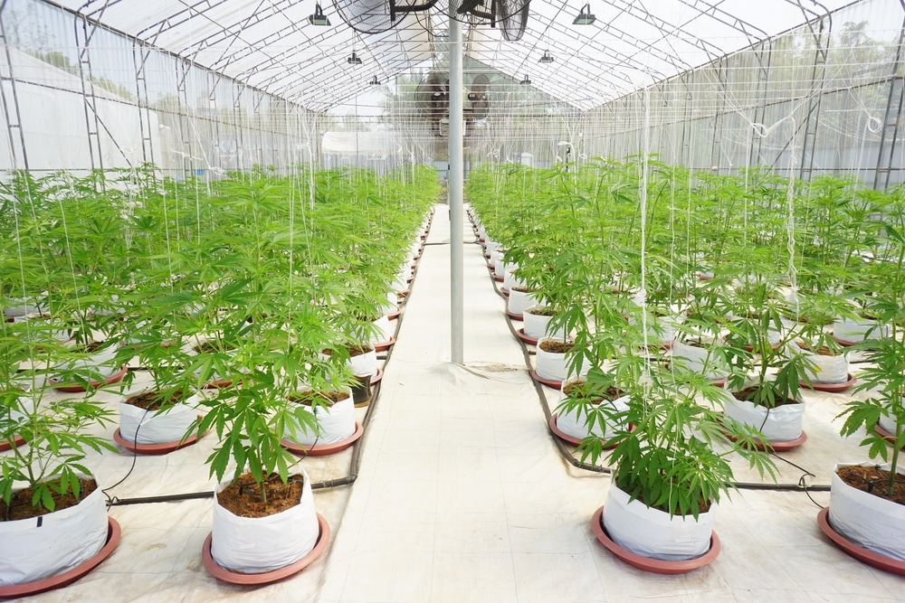 Marijuana Growing In Containers