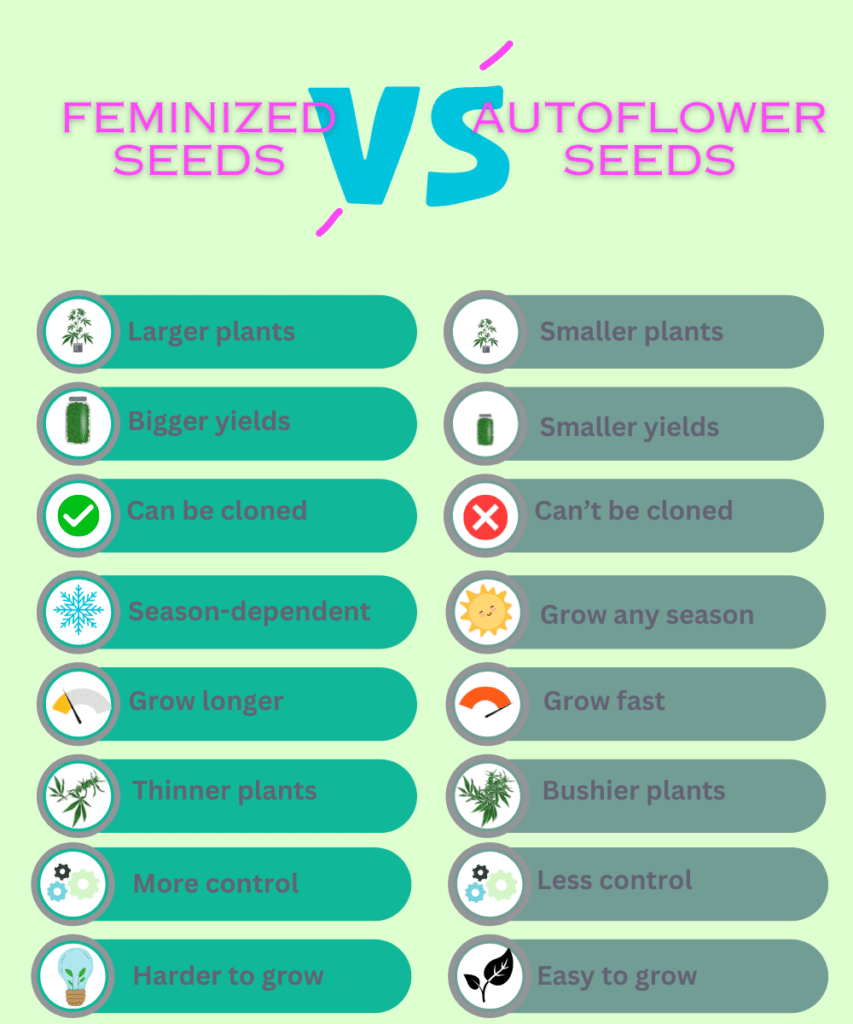 Feminized vs Autoflower Seeds: What's the Difference & Which is Better?