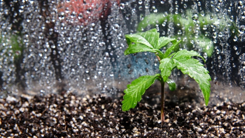 Best Feminized Seeds for Outdoor Growing: A Guide | TSF