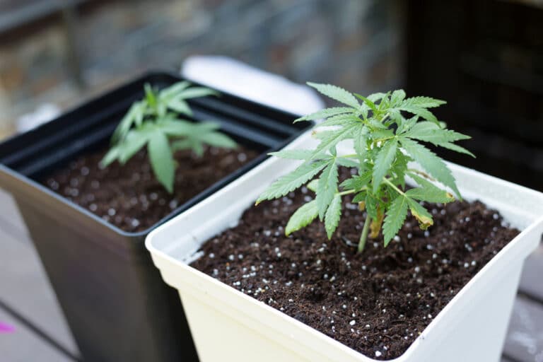 Leggy Cannabis Seedlings: How to Manage Growth Issues | TSF