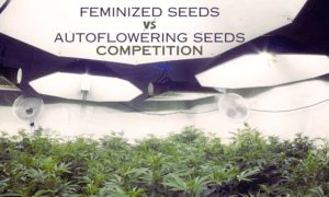 7 Signs to Determine When Autoflower Is Harvest Ready