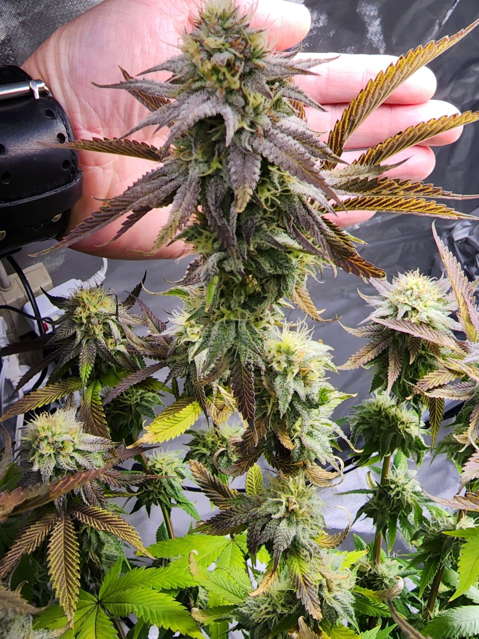 Grower’s Page | The Seed Fair