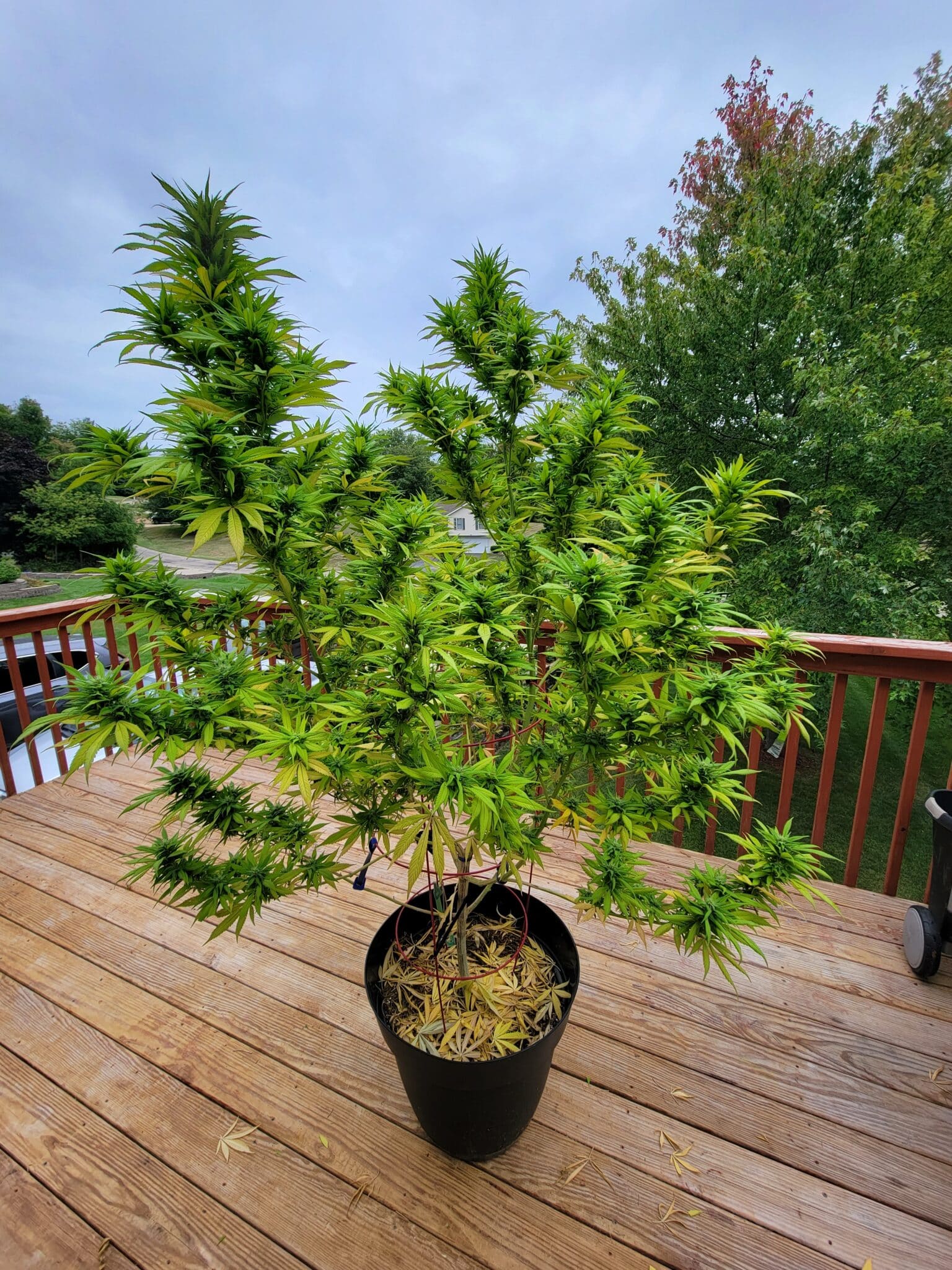 Grower’s Page | The Seed Fair