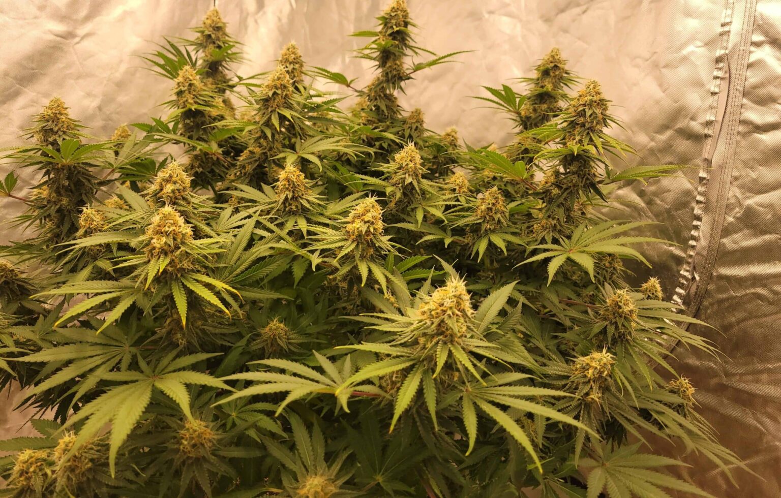 Bubba Fett Strain Information & Review | The Seed Fair