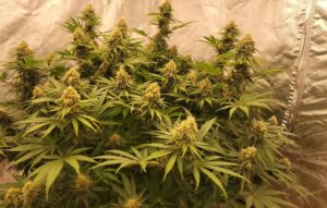 Pluto Weed Strain Review | Strain Information at The Seed Fair