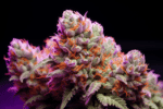 Pluto Weed Strain Review | Strain Information at The Seed Fair