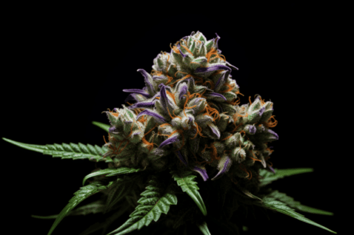 Cannabis Strain Reviews | The Seed Fair