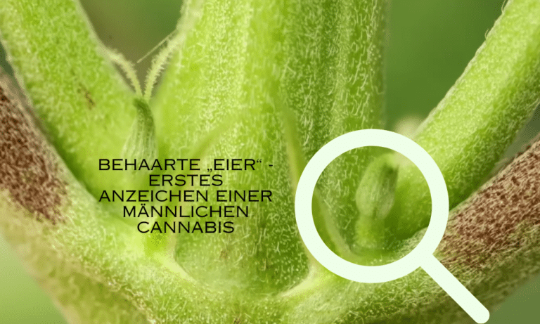 Der Weg zur Erkennung von Cannabis-Geschlechtern im Anbau