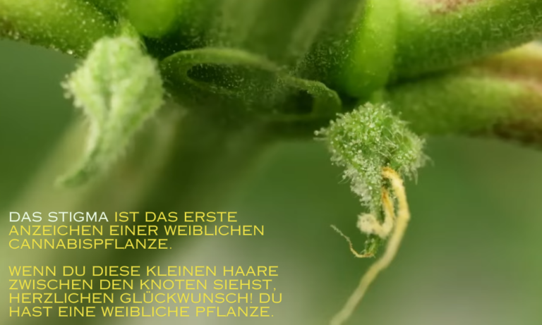 Cannabis Geschlechtsidentifikation: Männliche vs. weibliche vs. zwittrige Pflanzen