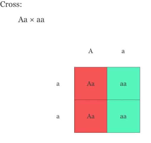 Do Autoflowers Produce Seeds and How to Force Them to Do It?